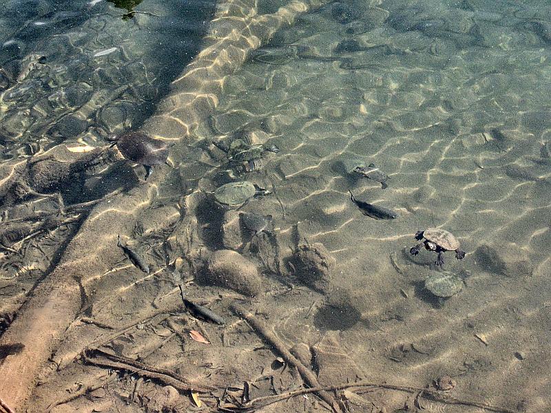 0902 Turtles and Fish at Lake Eacham